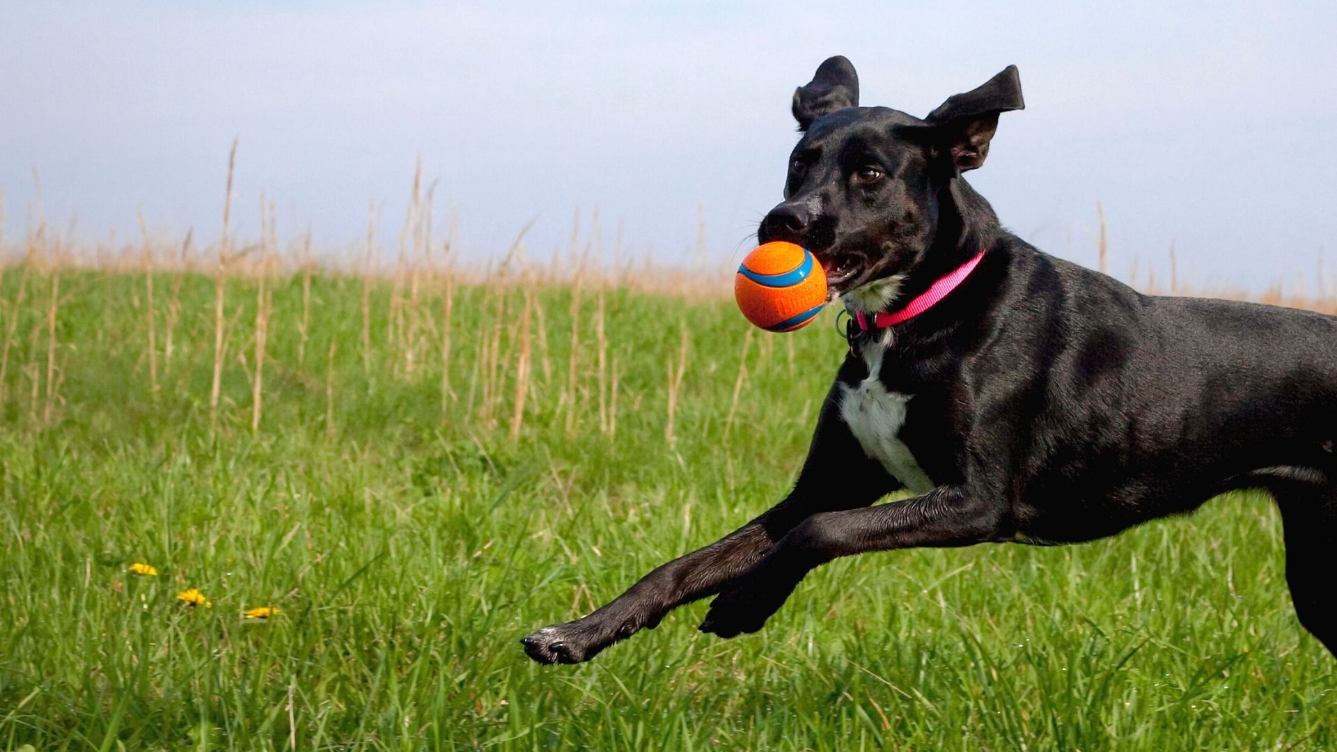 Veterinary Appointment In Westtown, PA | Best Friend Vet