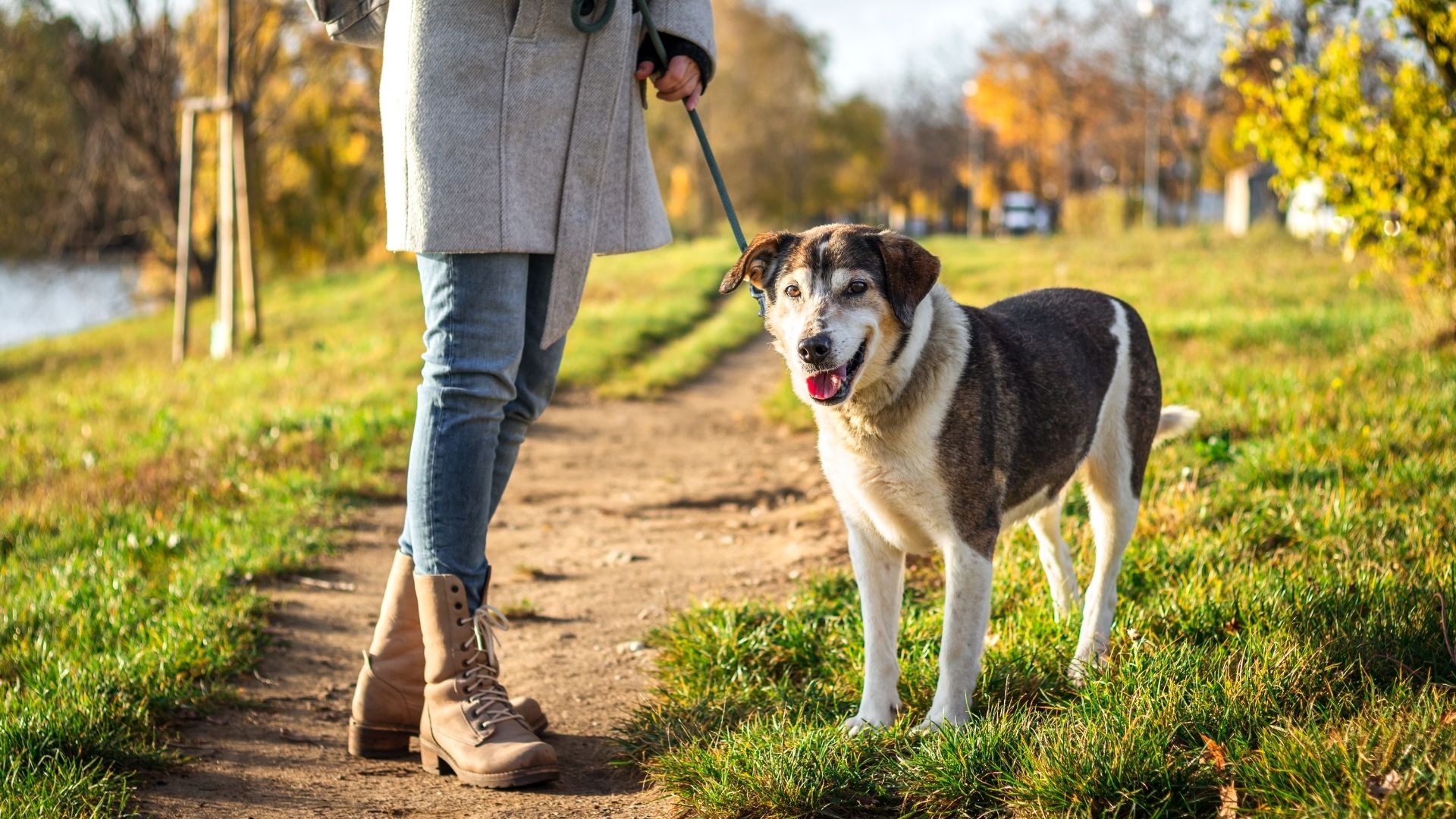 Best Vet In Westtown, PA | Best Friend Veterinary Center